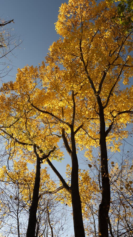 Trees on Fire stock image. Image of ohio, nature, leaves - 204583631