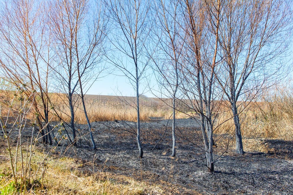 Trees after fire stock photo. Image of burnt, ecological - 69340554