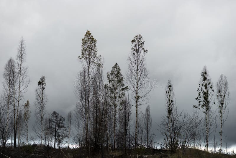 Trees after fire stock image. Image of forest, grey, fire - 67978393