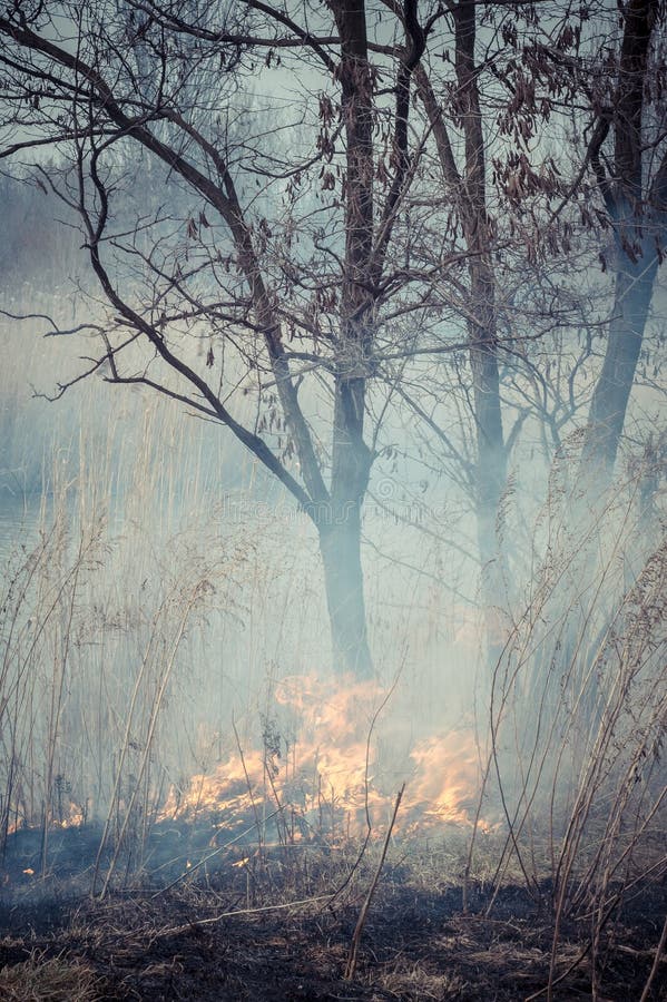 Trees in fire stock image. Image of natural, danger, spring - 92678273