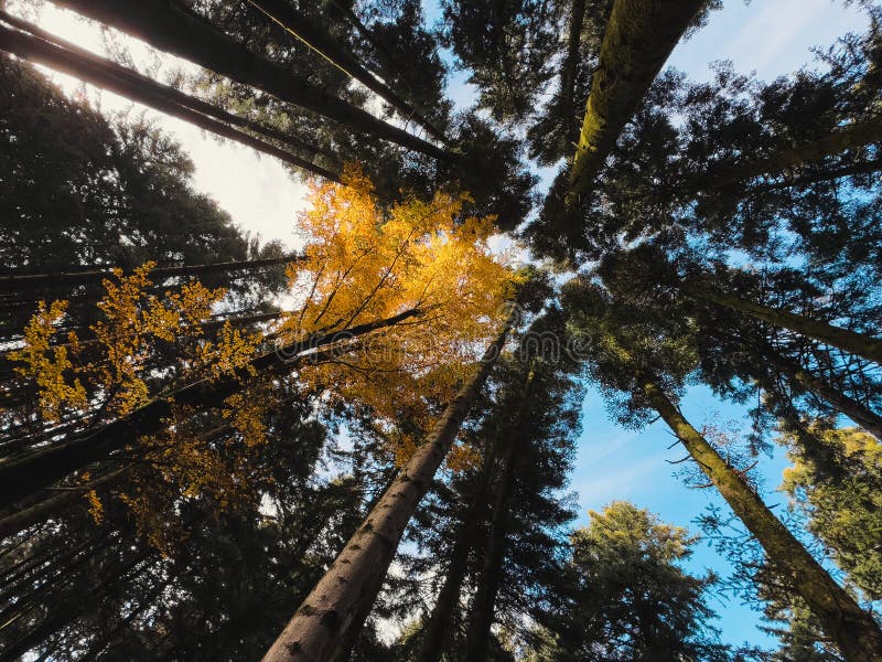 Trees with the First Autumn Colours Stock Image - Image of landscape ...