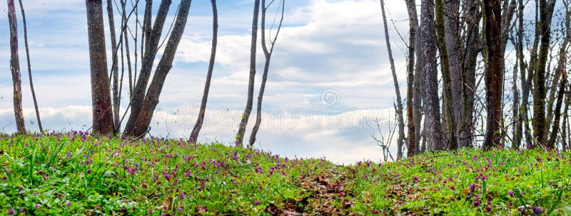 Trees and the First Spring Flowers in the Woods on the Hill Stock Photo ...