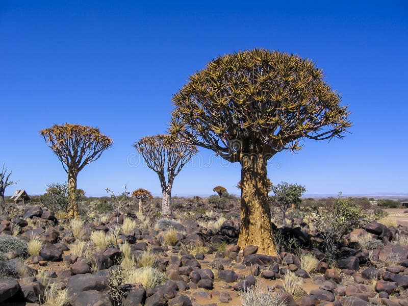 Trees, Fish River Canyon, Namibia Stock Photo - Image of forest, scene ...
