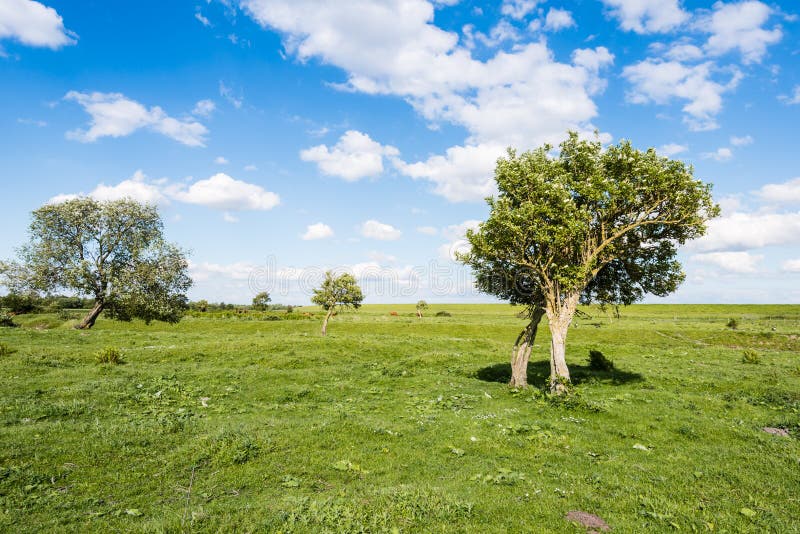 Trees in a Flat Rural Landscape Stock Photo - Image of bright, field ...