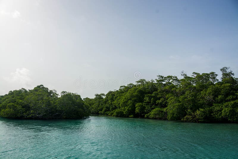 Trees Floating On The Ocean Stock Image - Image of bare, scenic: 100561001