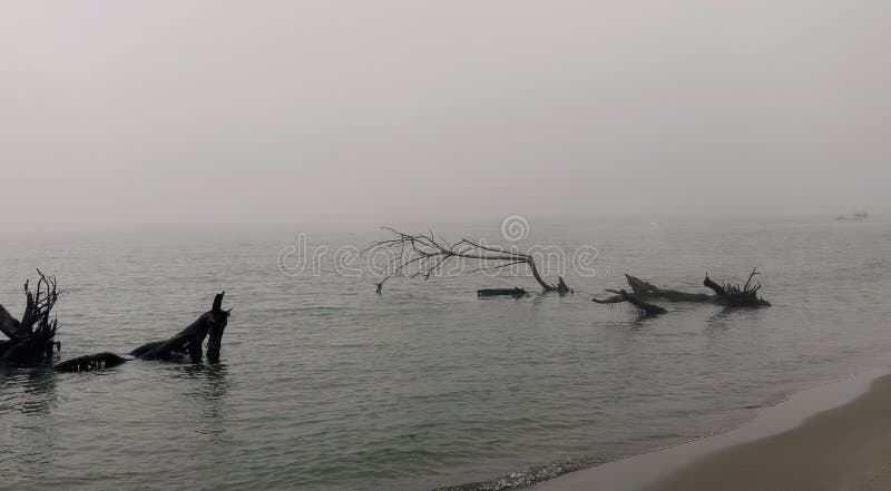 Trees Floating in the Water and on the Beach Stock Image - Image of ...