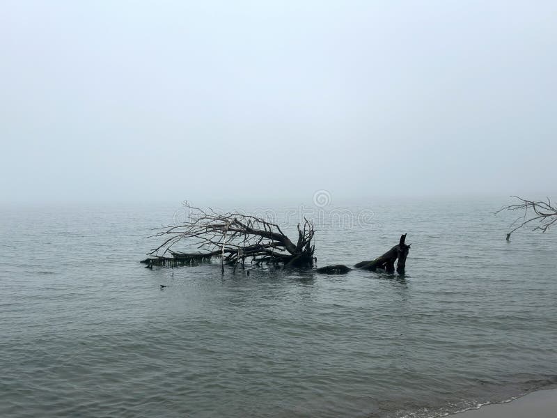 Trees Floating Above the Water during the Rainy Season in Bangladesh at ...