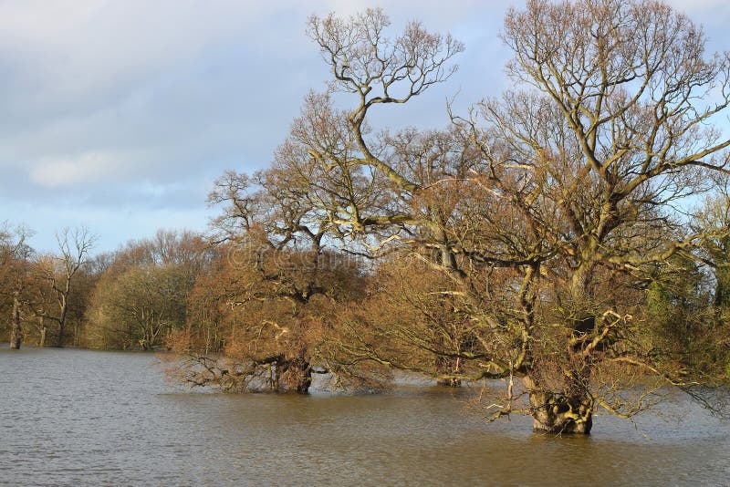 Trees in flood water a stock photo. Image of river, damage - 37819854