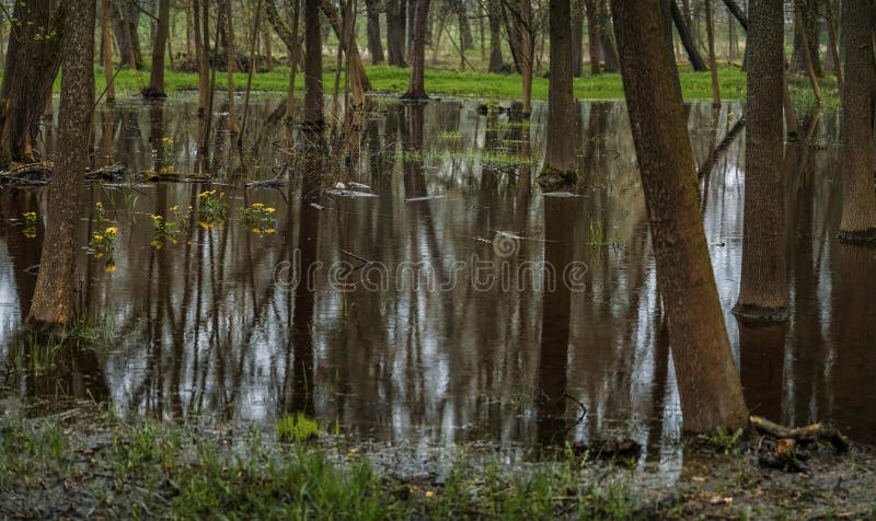 Trees Flooded with Water in the Forest at Spring Stock Photo - Image of ...
