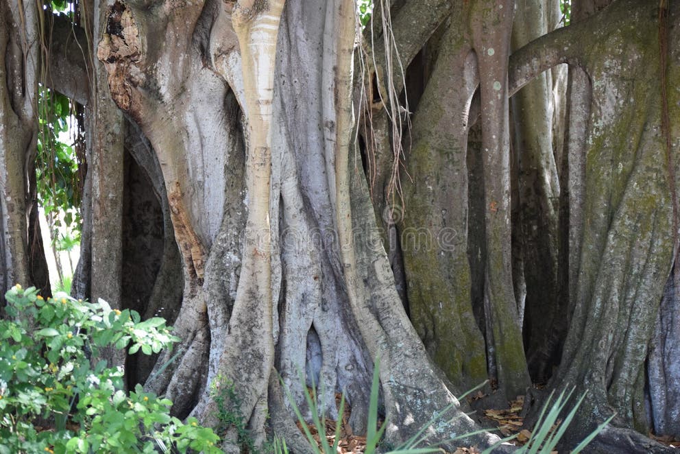 Trees of Florida stock image. Image of ecosystem, gorda - 68291269