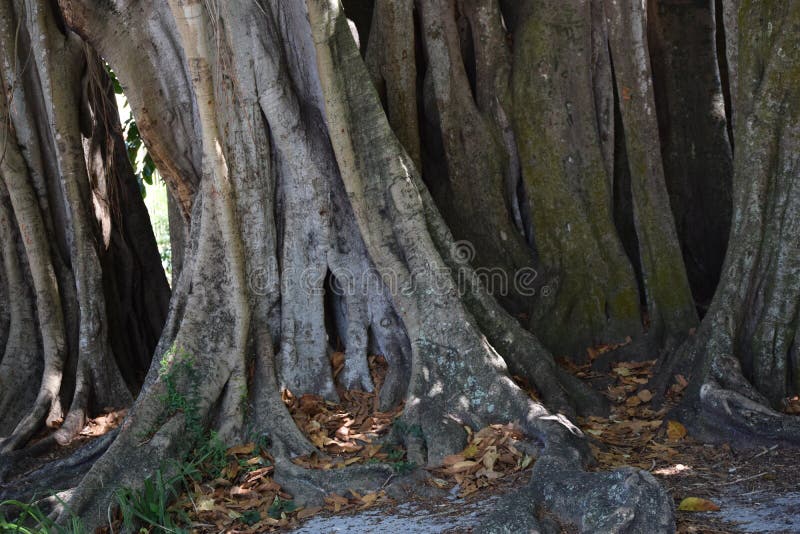 Trees of Florida stock image. Image of wood, close, grove - 68291273