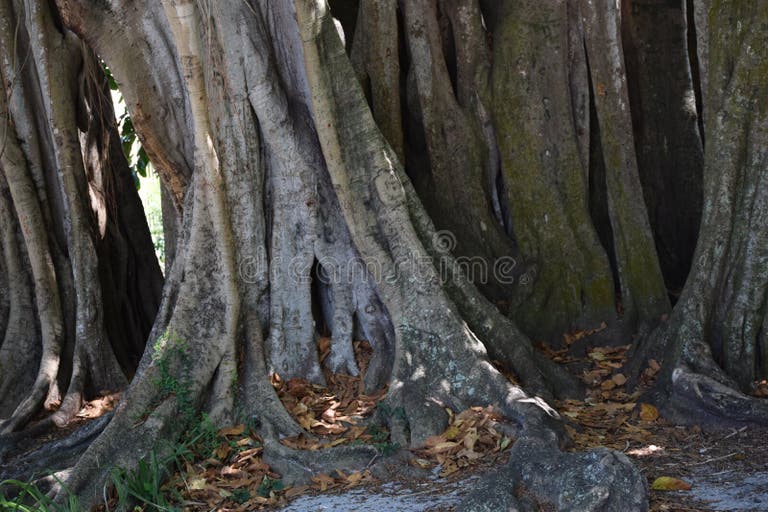 Trees of Florida stock image. Image of wood, close, grove - 68291273