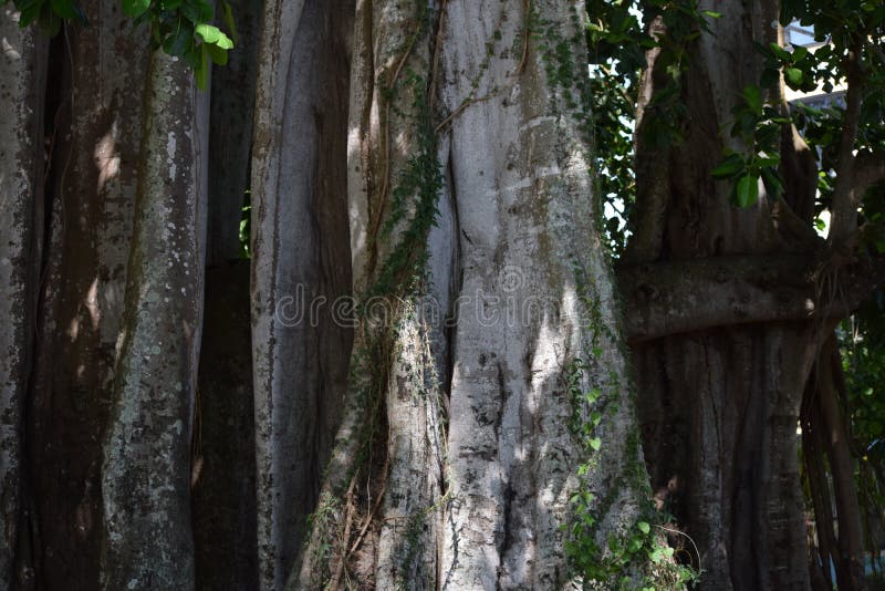 Trees of Florida stock photo. Image of plant, punta, grove - 68291284