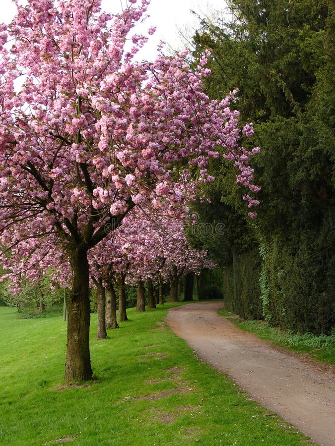 Trees in flower stock image. Image of park, bush, spring - 1038099
