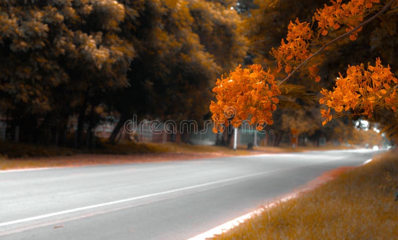 Trees and Flower on the Road Stock Photo - Image of forest, europe ...