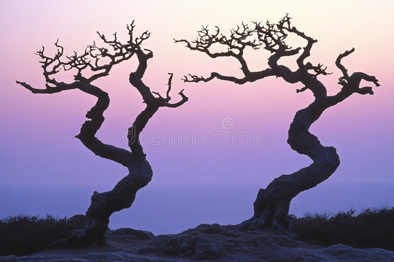 Trees and Flowers Cast in Shadow Against the Backdrop of a Colorful ...