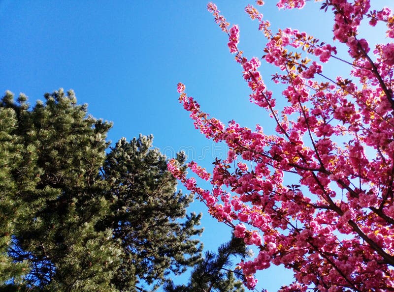 Trees and flowers stock photo. Image of flowers, beauty - 155080640