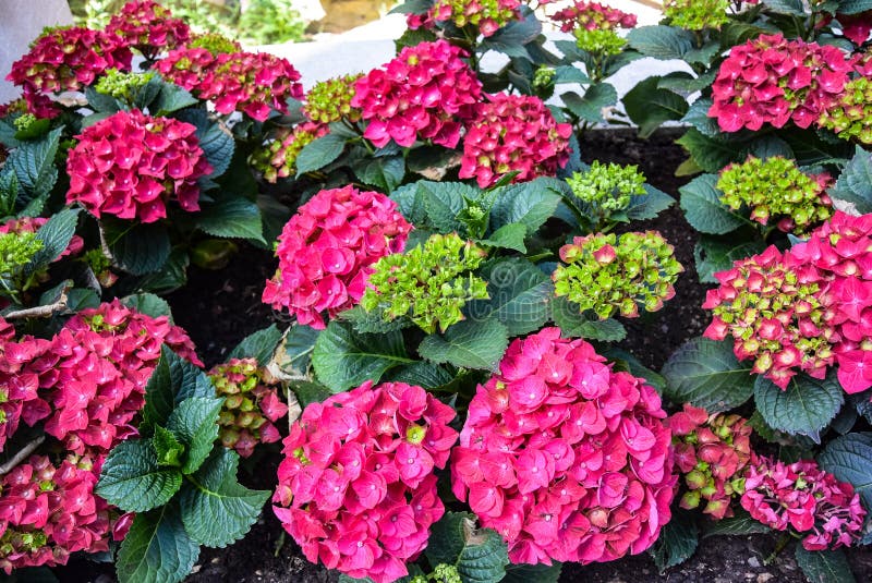 Trees and Flowers in a Park in Baku. Azerbaijan May 2019. Stock Photo ... Trees and Flowers in a Park in Baku. Azerbaijan May 2019. Stock Photo ...