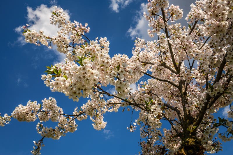 Trees in flowers stock image. Image of trtees, nature - 81423839