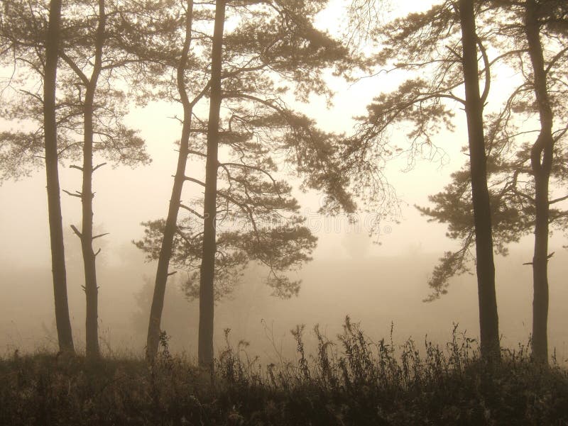 Trees in fog stock image. Image of landscape, forest, november - 1504145