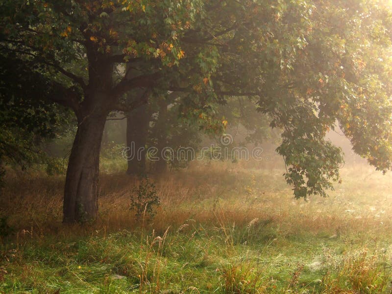 Trees in fog stock image. Image of forest, light, october - 1504159