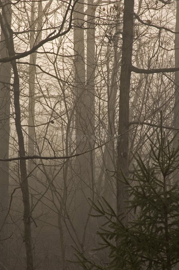 Trees & Fog stock image. Image of nature, north, forest - 217023