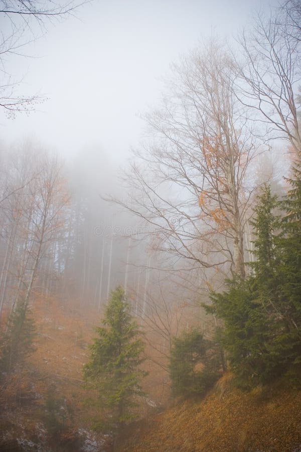 Trees in the fog stock image. Image of pine, cold, trees - 3888755