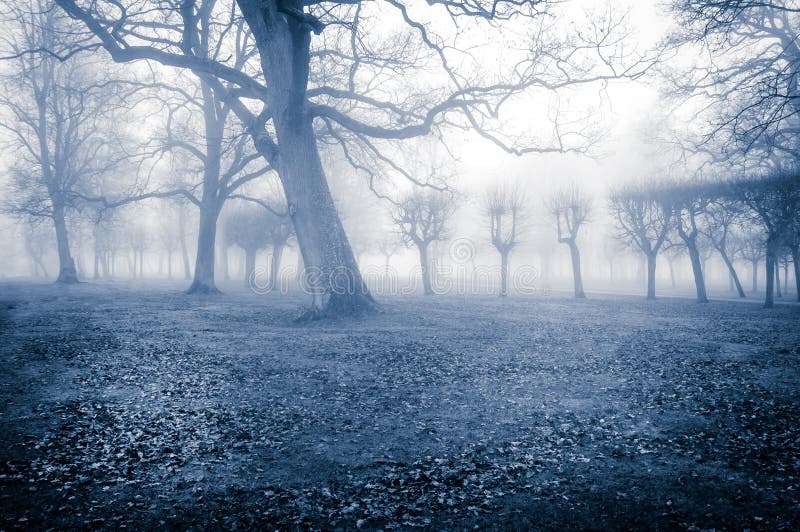 Trees in the fog stock image. Image of dark, landscape - 48354431