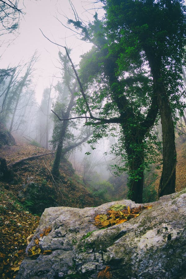 Trees and fog stock photo. Image of tree, outdoor, field - 258521152