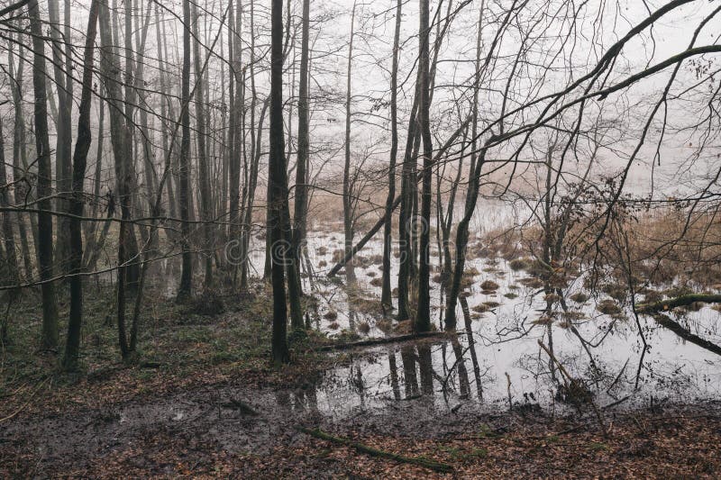 Trees in Fog and Flooding in Spring Stock Photo - Image of environment ...