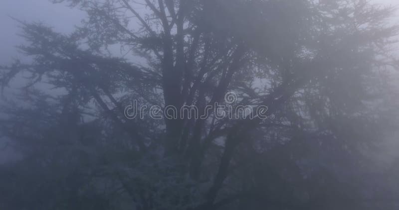Fly through Tree Fog stock footage. Video of fall, autumn - 166387380