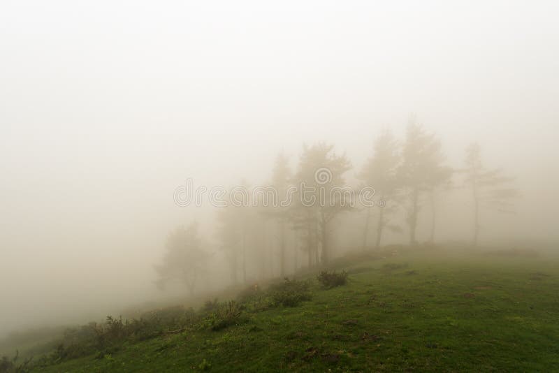 Trees with fog on hill stock image. Image of haze, trunk - 54432971