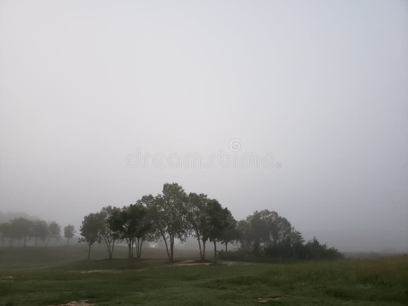 Trees in the fog. stock photo. Image of treeline, nature - 158241732