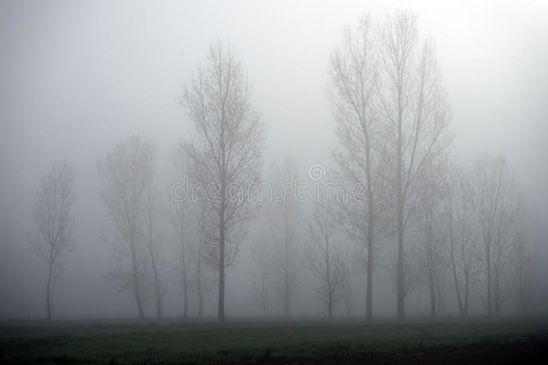 Trees and fog stock photo. Image of light, landscapes - 60462416
