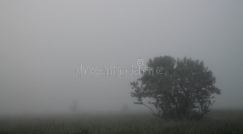 Trees in the fog. stock image. Image of gloomy, foggy - 229617529