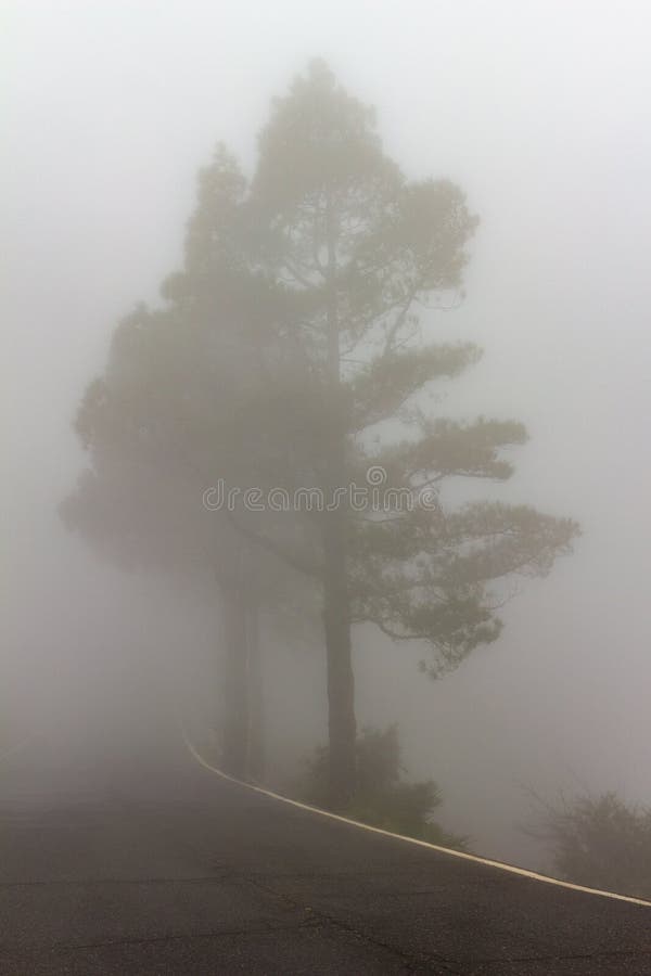 Trees in the fog stock image. Image of environment, eerie - 173312843