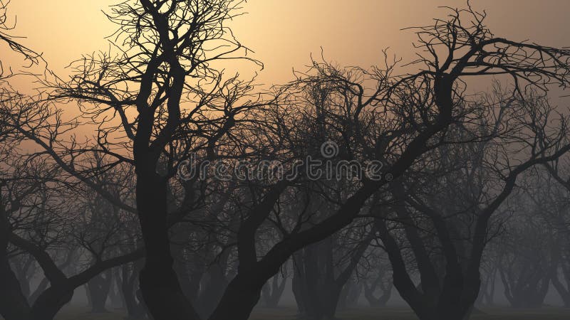 Trees in the Fog. the Smoke in the Forest in the Morning Stock ...