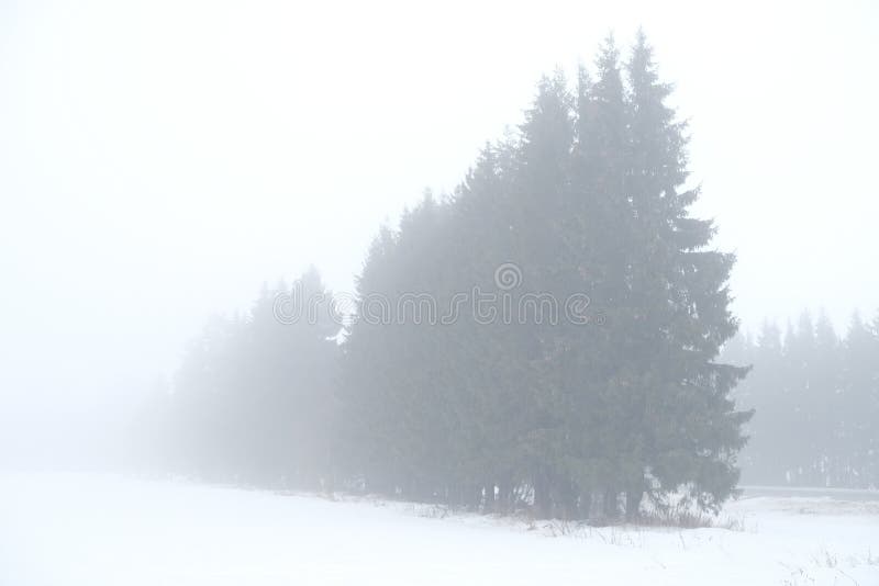 Trees in the fog in winter stock image. Image of scene - 218865827