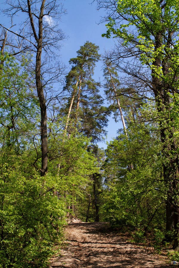 Trees with Foliage in the Forest. There is a Road between the Trees ...