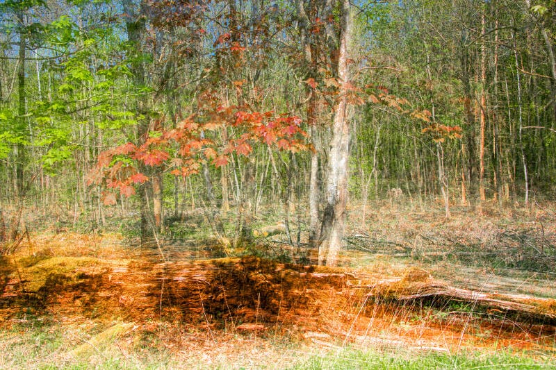 Trees, Foliage and Tree Trunks in Red Colours in ICM Picture Stock ...