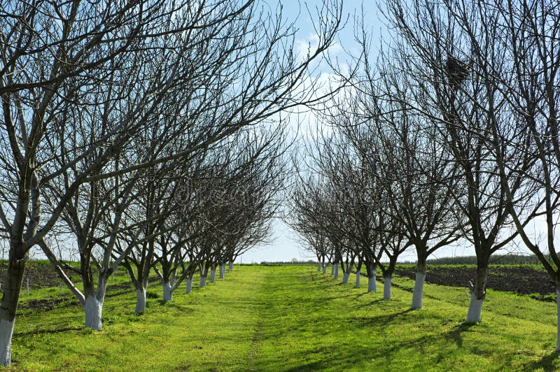 Trees and foot path stock image. Image of tree, path - 30688435