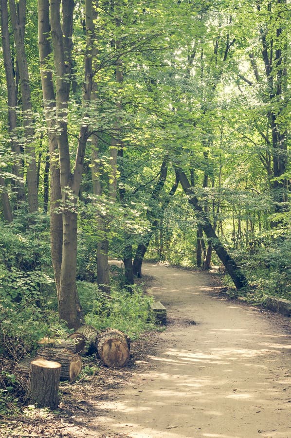 Trees and footpath stock image. Image of outdoor, green - 98349039