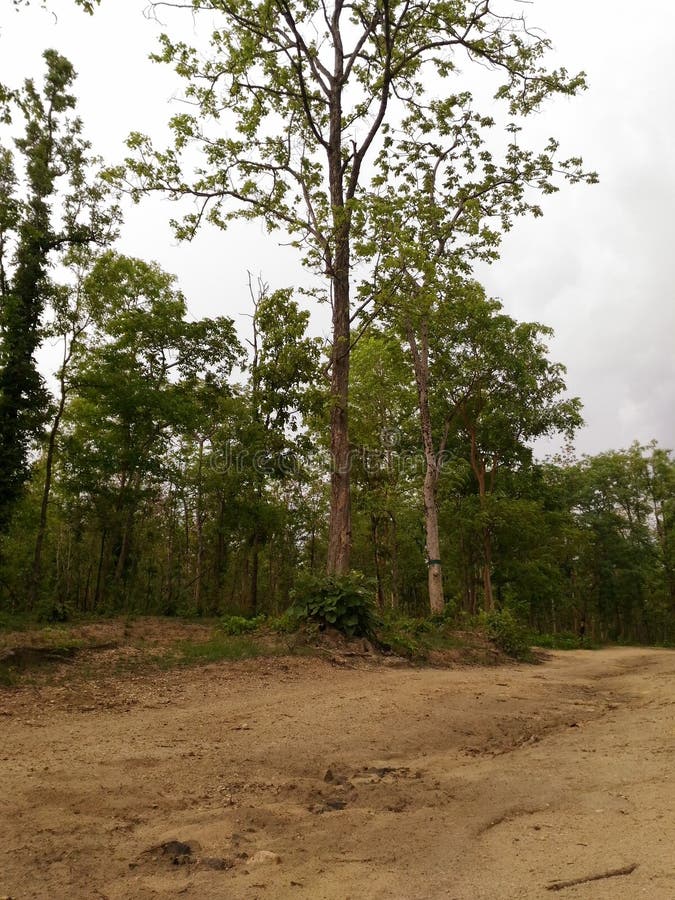 Trees stock image. Image of plants, trees, plant, greenery - 95180327