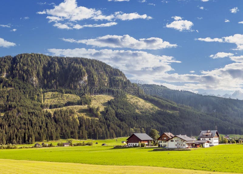 Trees in the Forest of Alps Stock Image - Image of holiday, hiking ...