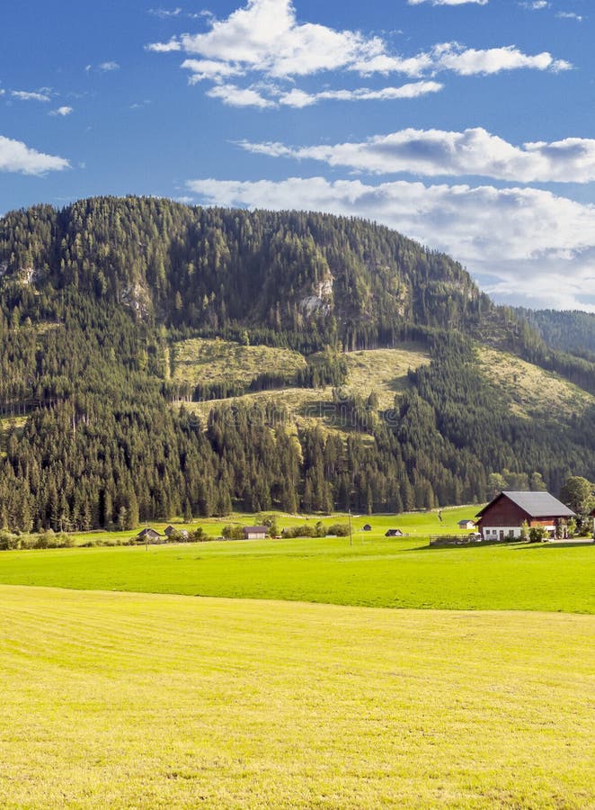 Trees in the Forest of Alps Stock Image - Image of outdoor, dachstein ...
