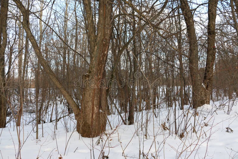 Trees Forest Ans Snow Around Stock Photos - Free & Royalty-Free Stock ...