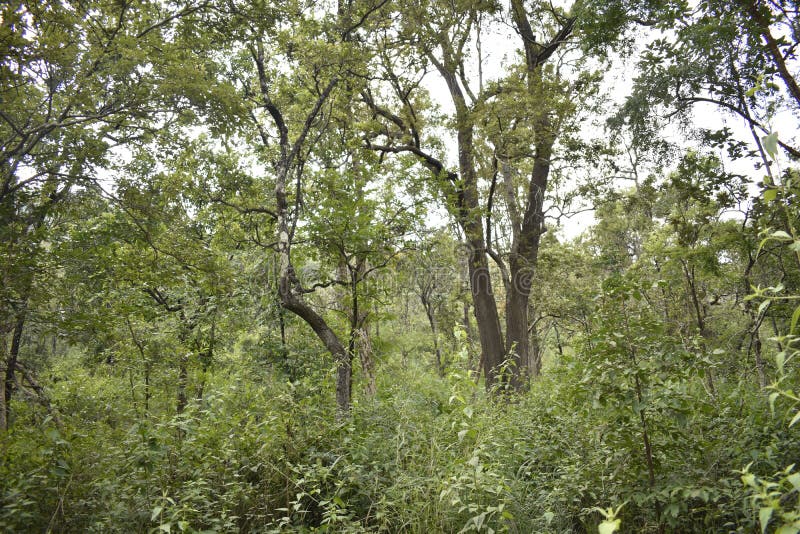 Trees of forest area stock photo. Image of area, plants - 175176388