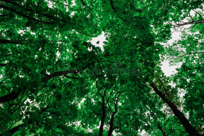 Green Crowns of Trees in the Summer Forest. Stock Photo - Image of ...