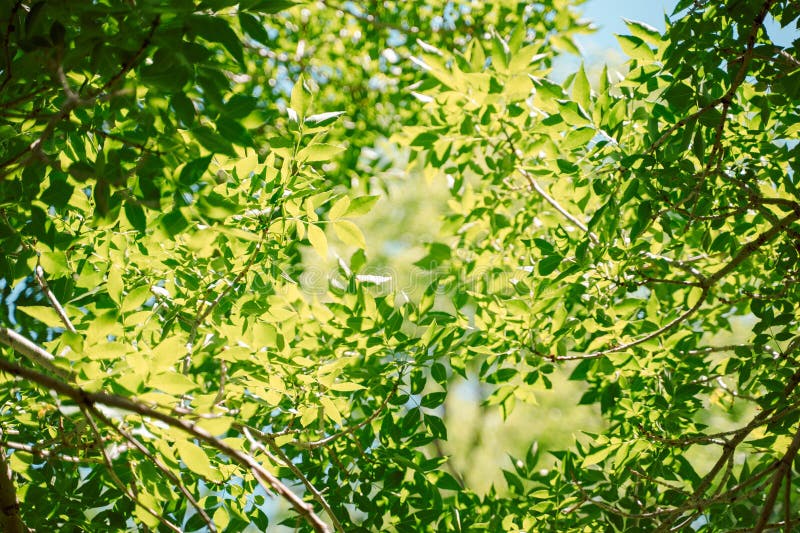 Trees in the Forest, Bottom View, Birch and Poplar, Tree Tops Against ...