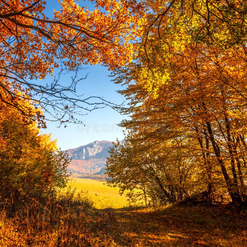 Trees in the Forest in Autumn Colors. Stock Image - Image of colorful ...